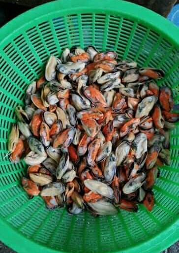 Pre order of Steamed Tahong available per kilo (Direct Supplier from ...