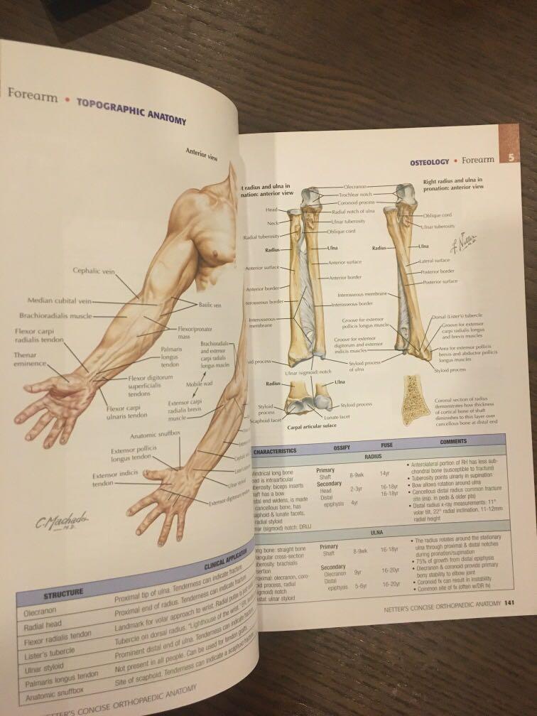 NETTER’S Concise Orthopaedic Anatomy, Hobbies & Toys, Books & Magazines ...