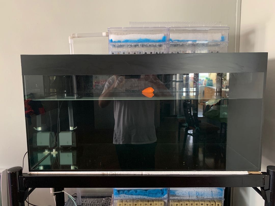 3Ft tank, Pet Supplies, Homes & Other Pet Accessories on Carousell