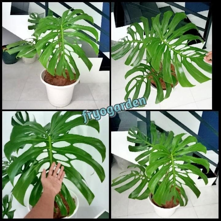 Beginilah Gambar Tanaman Monstera King yang Banyak Dicari - Informasi ...