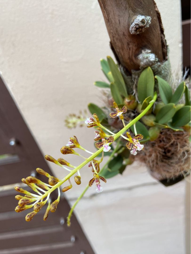 acriopsis densiflora (orchid species), Furniture & Home Living ...