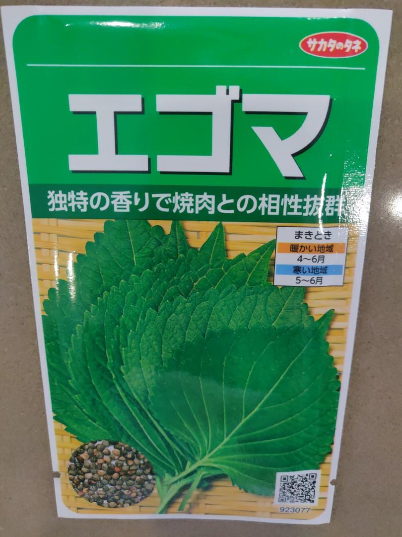 Japanese shiso / korean kkaennip perilla seeds, Furniture & Home Living ...