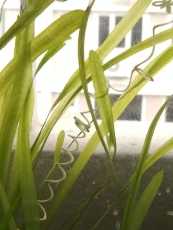 Vallisneria / Val (Narrow leaf) {Aquatic}, Furniture & Home Living ...