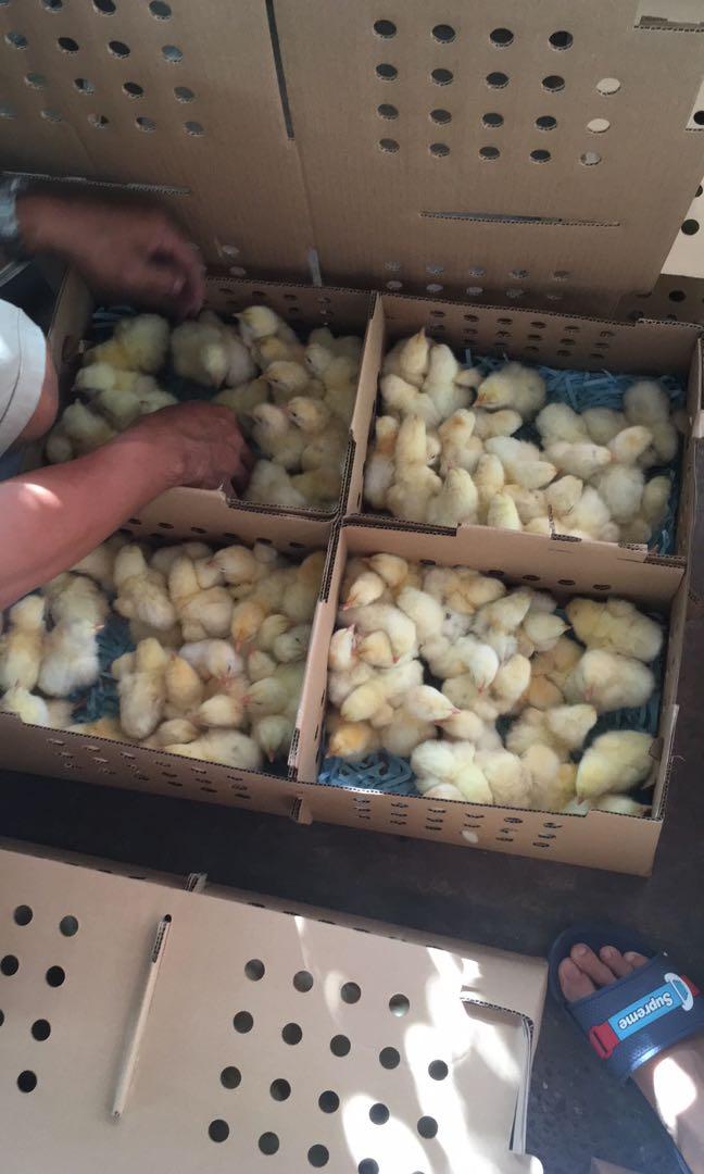 45 days chicks for sale, Pet Supplies, Homes & Other Pet Accessories on ...
