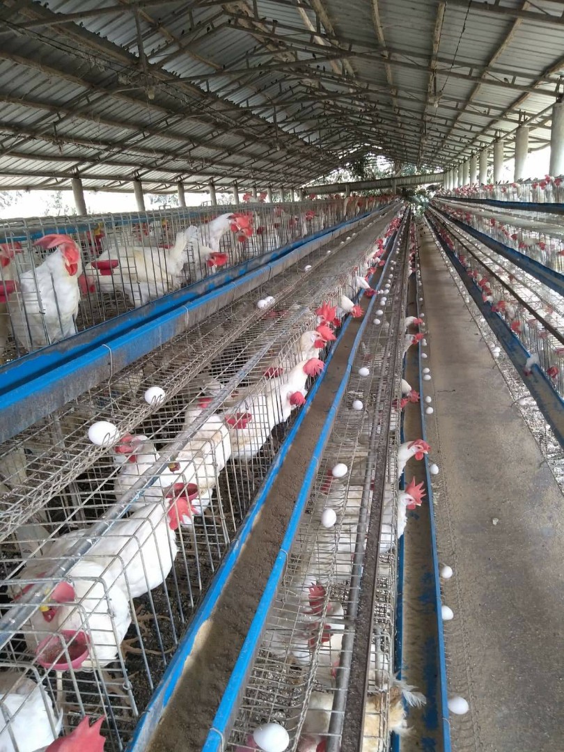 Chicken for culling culled chicken, Everything Else, Others on Carousell