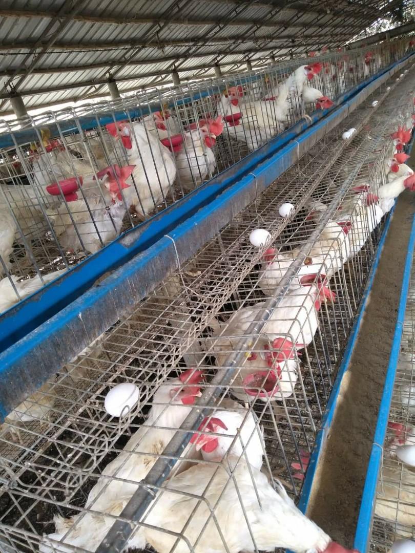 Chicken for culling culled chicken, Everything Else, Others on Carousell