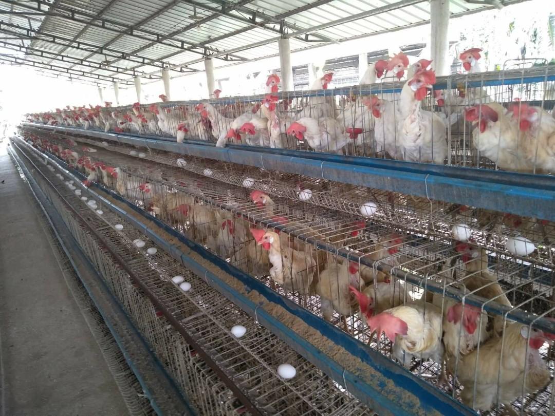 Chicken for culling culled chicken, Everything Else, Others on Carousell