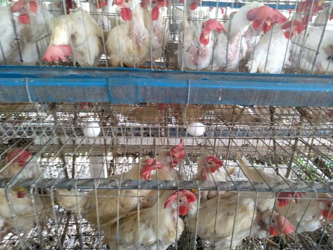 Chicken for culling culled chicken, Everything Else, Others on Carousell