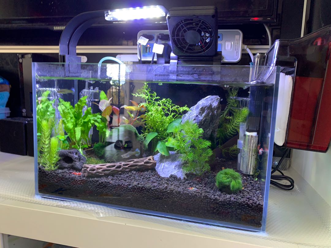 Fish Tank (Crystal glass: complete set), Pet Supplies, Homes & Other ...