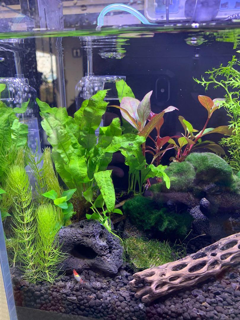 Fish Tank (Crystal glass: complete set), Pet Supplies, Homes & Other ...