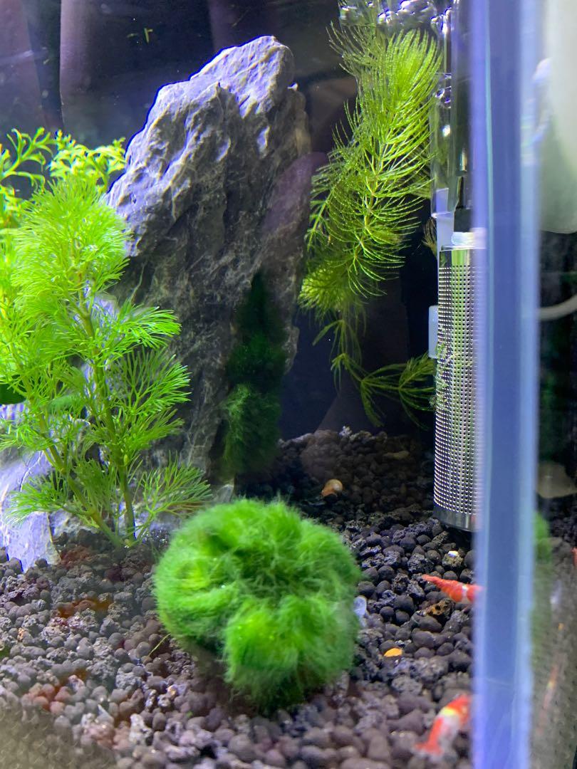 Fish Tank (Crystal glass: complete set), Pet Supplies, Homes & Other ...