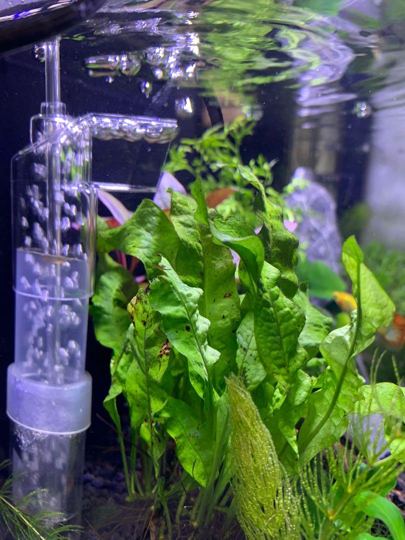 Fish Tank (Crystal glass: complete set), Pet Supplies, Homes & Other ...