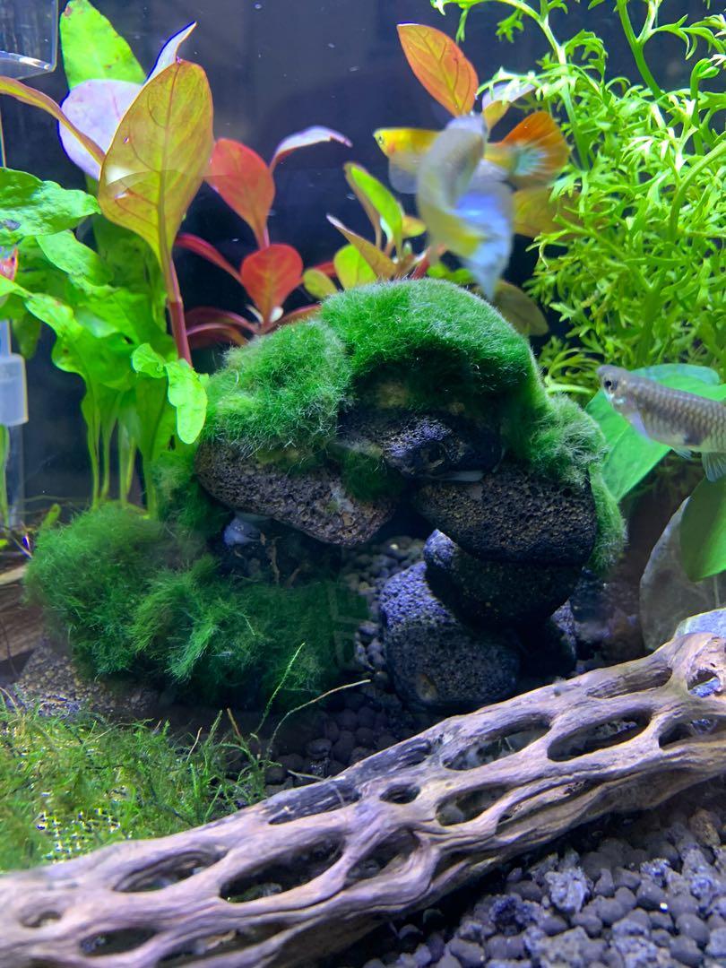 Fish Tank (Crystal glass: complete set), Pet Supplies, Homes & Other ...