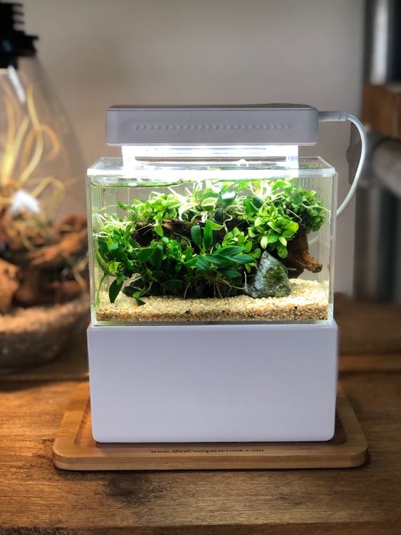 mini complete tank, Pet Supplies, For Fish, Fish Tanks on Carousell