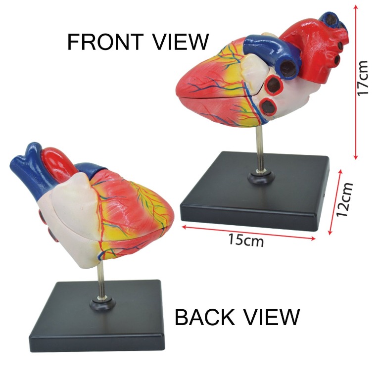 A- Model Of Human Heart (S), Everything Else, Others on Carousell