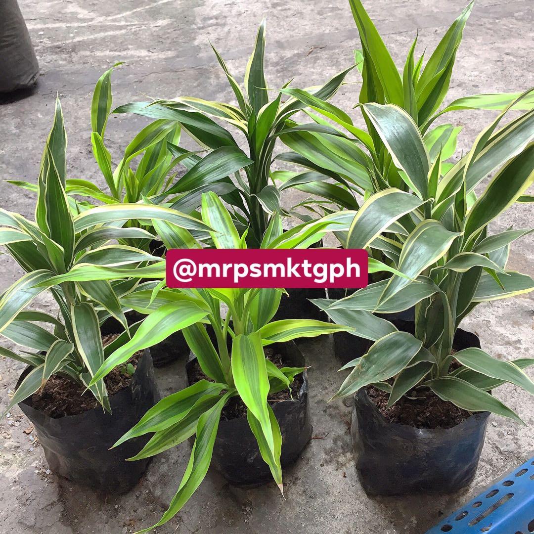 Fortune plant (corn plant), Furniture & Home Living, Gardening, Plants ...