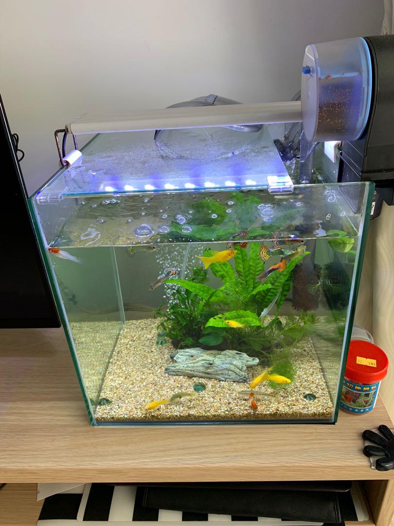 GEX GLASSTERIOR CUBE 300 FISH TANK (ONLY), Pet Supplies, Homes & Other Pet Accessories on Carousell