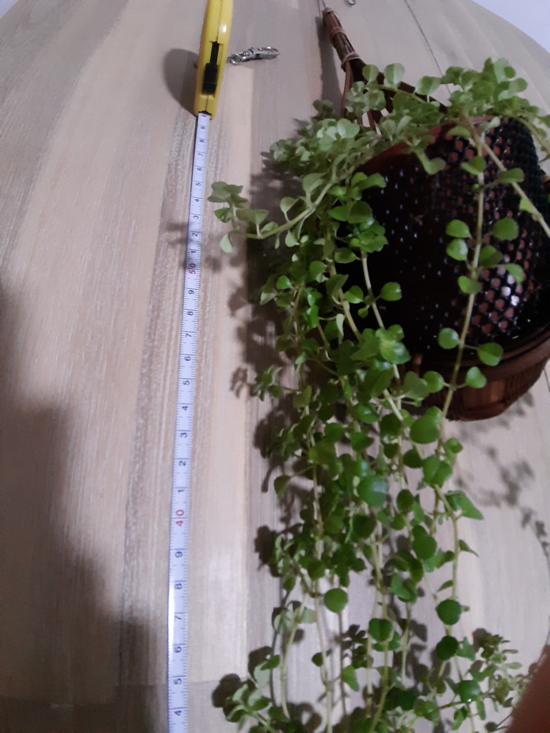 Hanging plants - Baby Tears, Furniture & Home Living, Gardening, Plants ...
