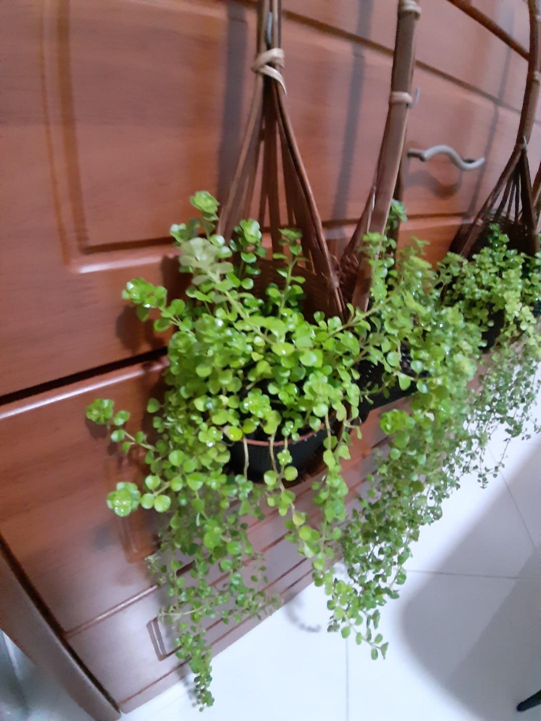 Hanging plants - Baby Tears, Furniture & Home Living, Gardening, Plants ...