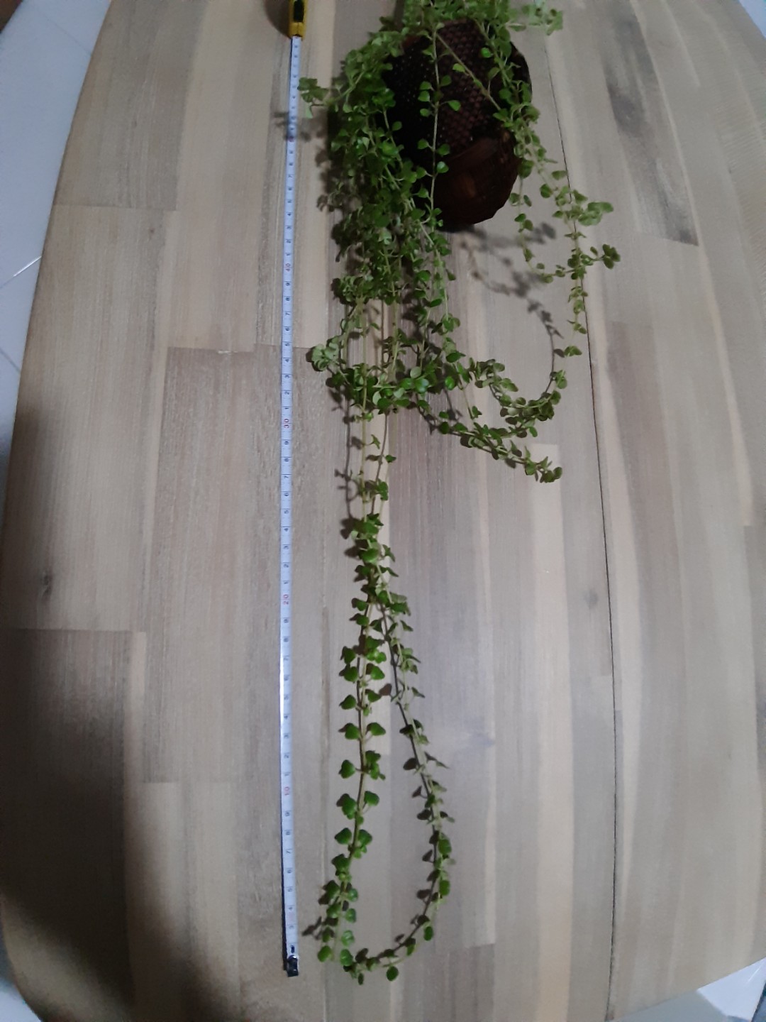 Hanging plants - Baby Tears, Furniture & Home Living, Gardening, Plants ...