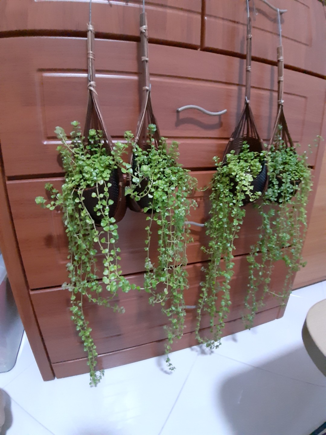 Hanging plants - Baby Tears, Furniture & Home Living, Gardening, Plants ...