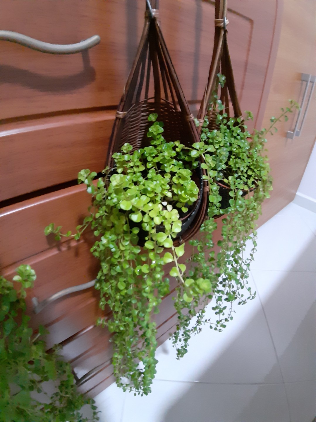 Hanging plants - Baby Tears, Furniture & Home Living, Gardening, Plants ...