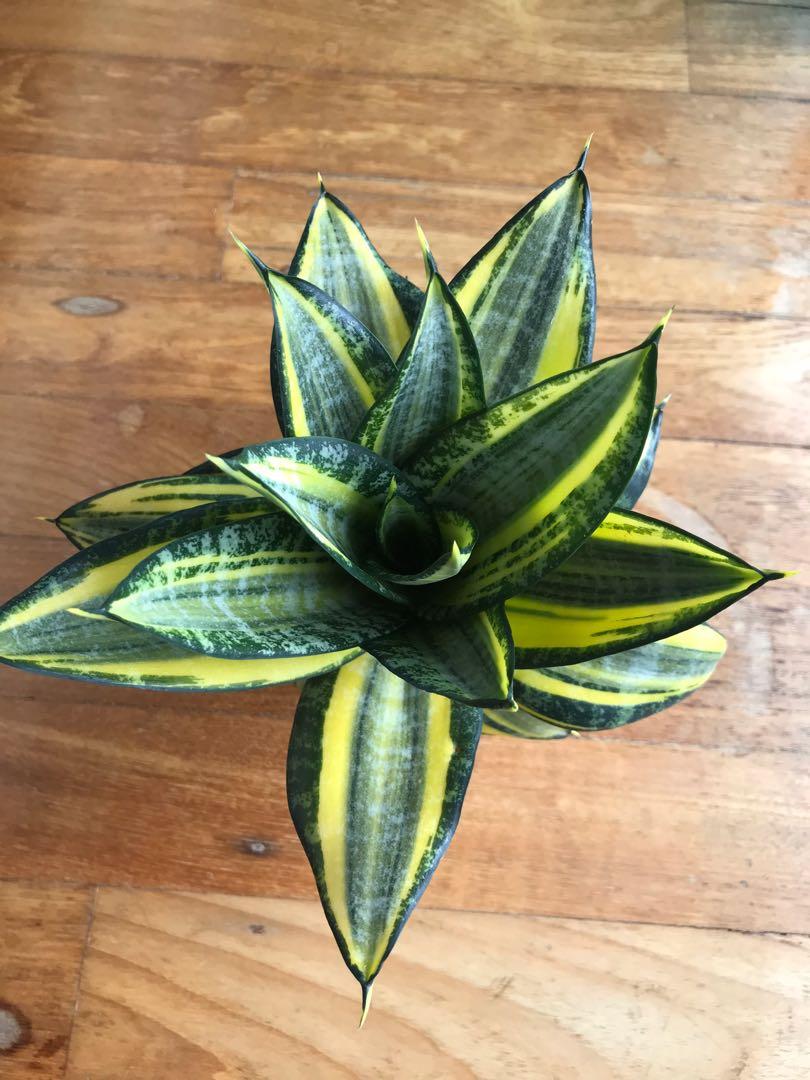 Snakes plant, Furniture & Home Living, Gardening, Plants & Seeds on ...