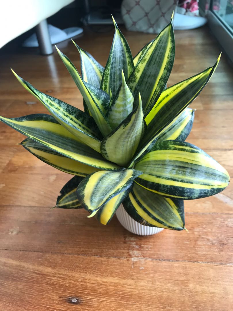 Snakes plant, Furniture & Home Living, Gardening, Plants & Seeds on ...