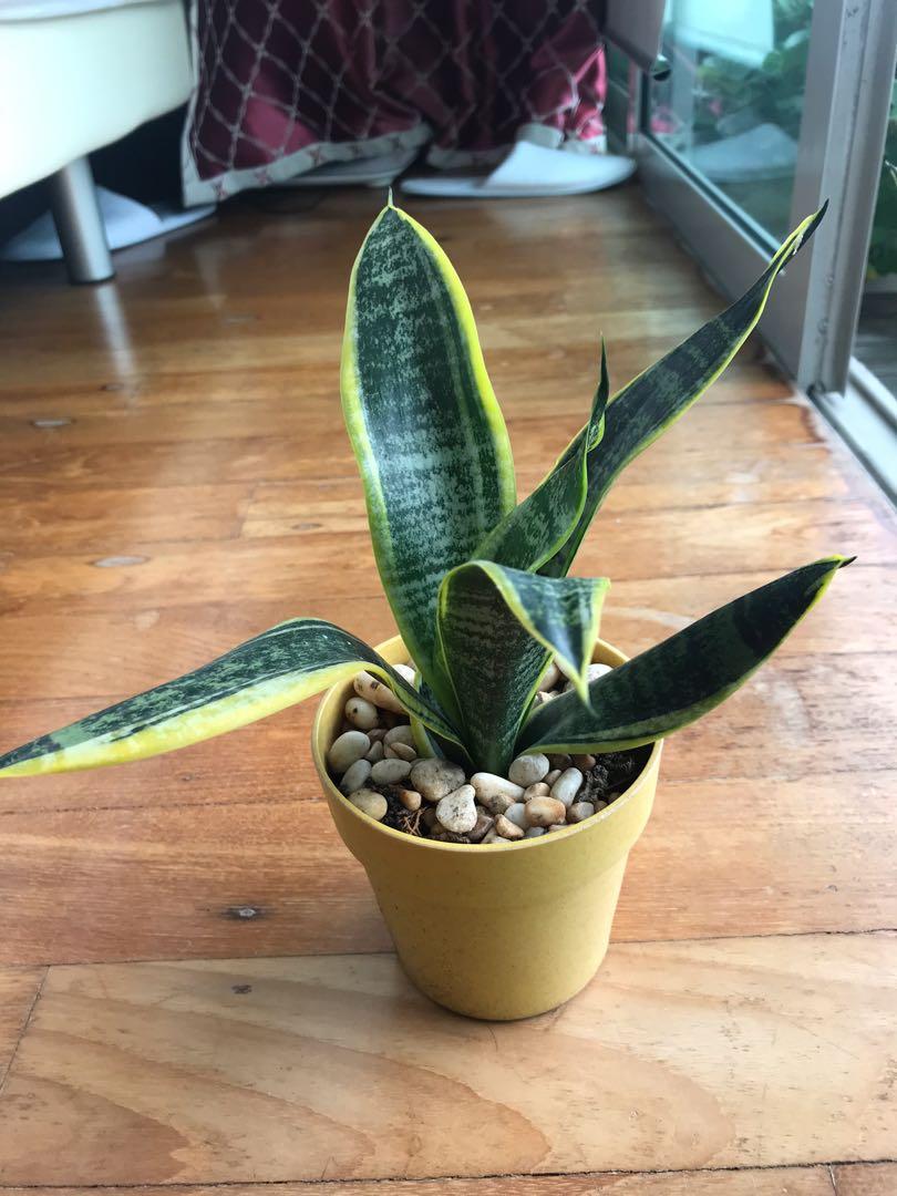 Snakes plant, Furniture & Home Living, Gardening, Plants & Seeds on ...