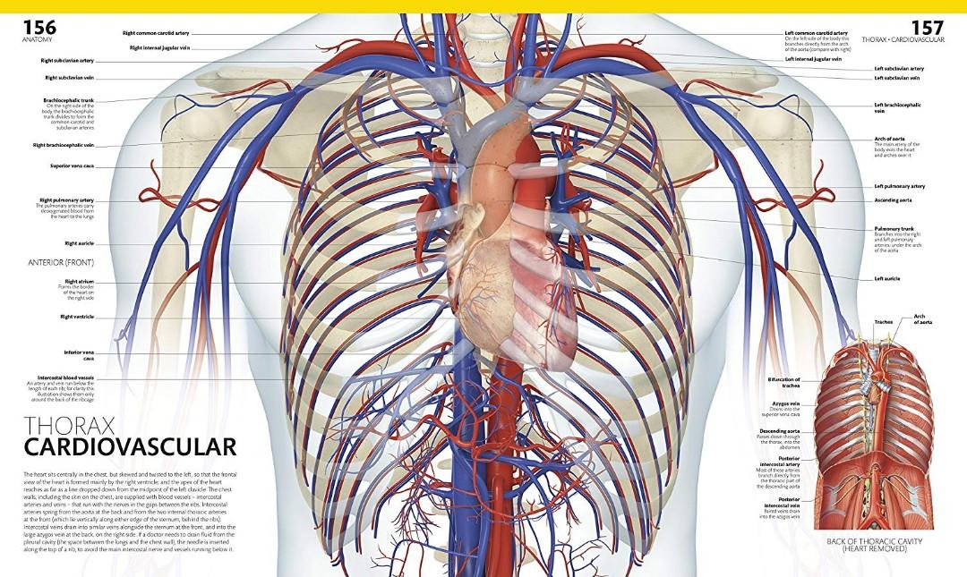 DK The Complete Human Body: The Definitive Visual Guide, Hobbies & Toys ...