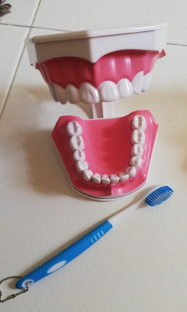 Teeth Model for learning, Hobbies & Toys, Books & Magazines, Assessment ...
