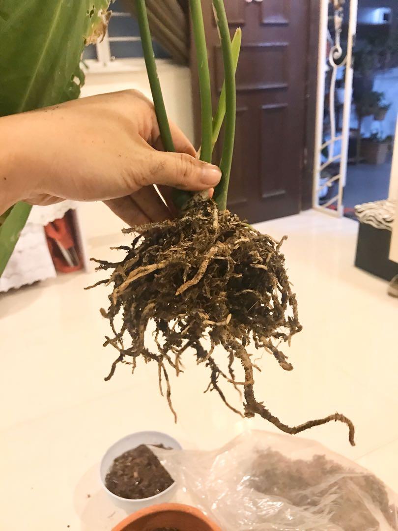 Discount - Anthurium Warocqueanum - Narrow Form, Furniture & Home ...