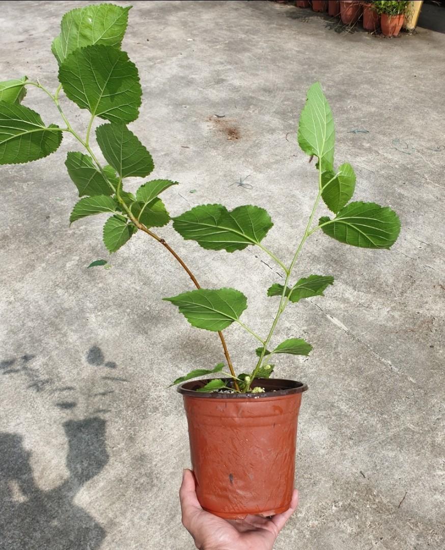 Rare Korean White Pearl Mulberry Sapling, Furniture & Home Living ...