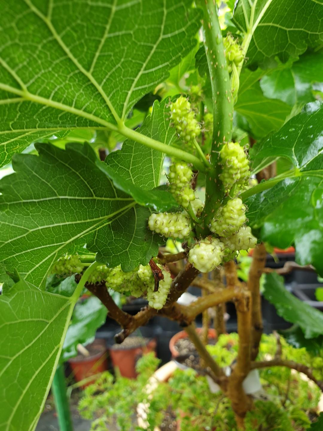 Rare Korean White Pearl Mulberry Sapling, Furniture & Home Living ...