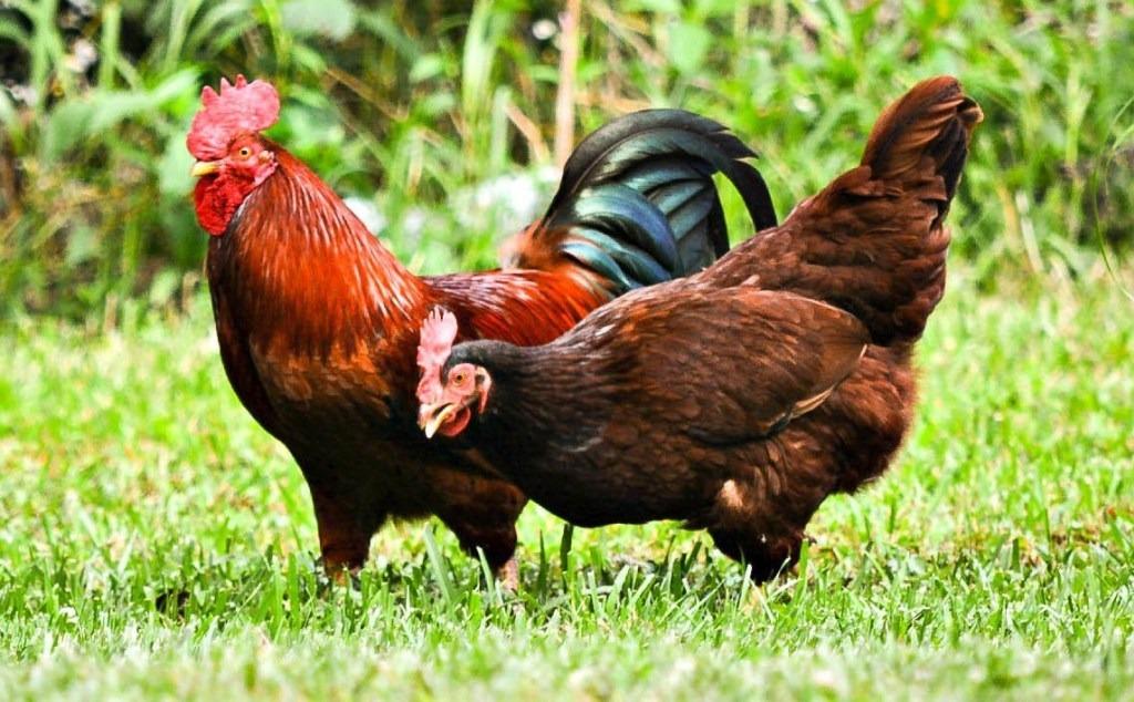 Dressed Native Chicken, Food & Drinks, Chilled & Frozen Food on Carousell