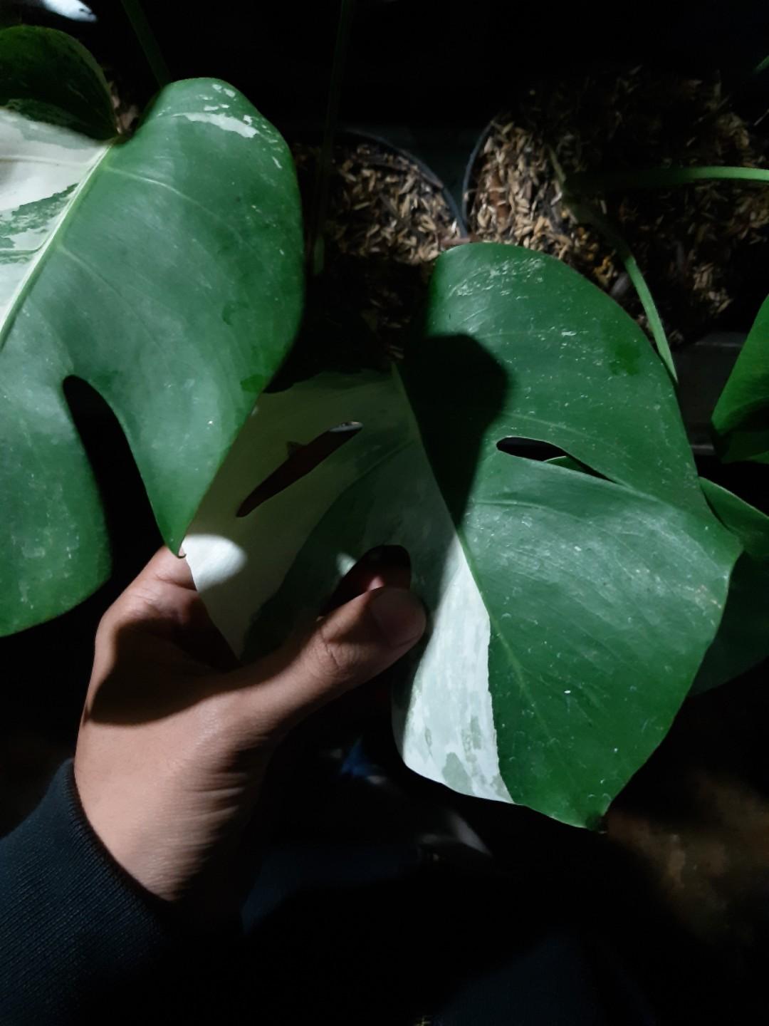 Monstera Variegata Albino, Gardening, Plants on Carousell
