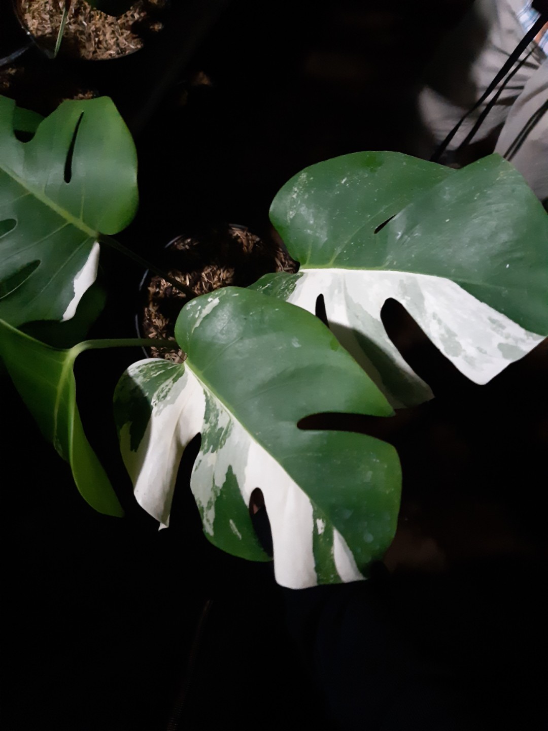 Monstera Variegata Albino, Gardening, Plants on Carousell