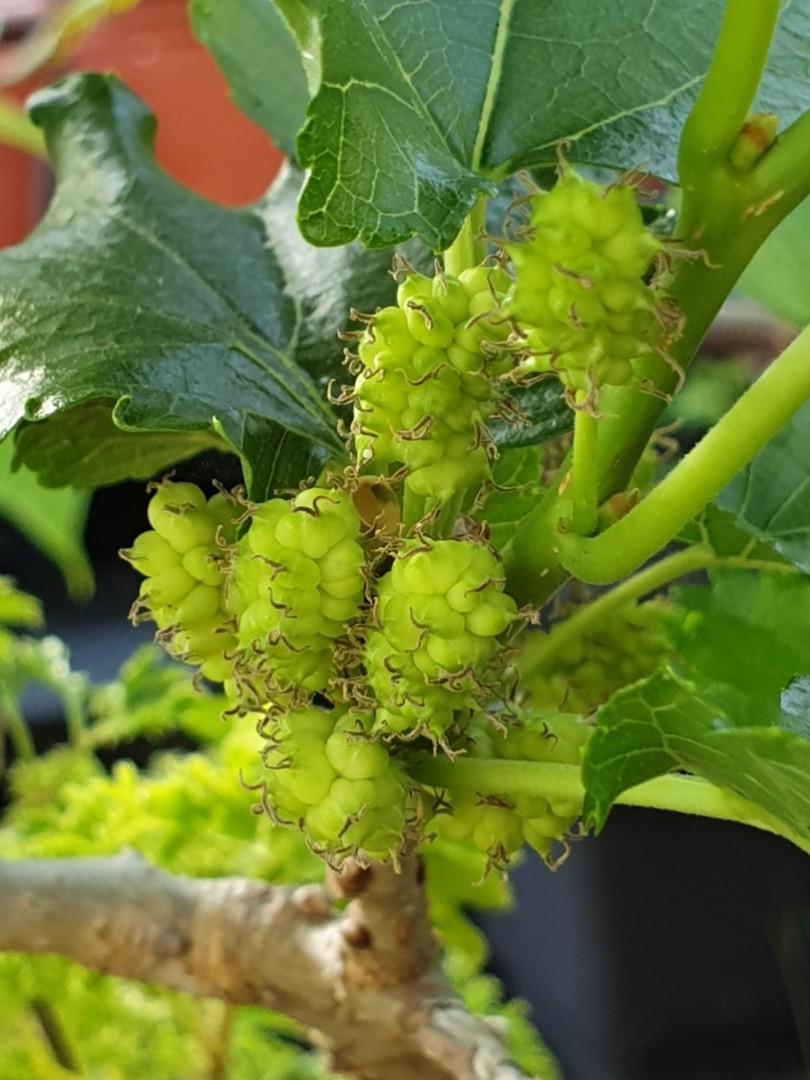 Rare Korean White Pearl Mulberry Sapling, Furniture & Home Living ...