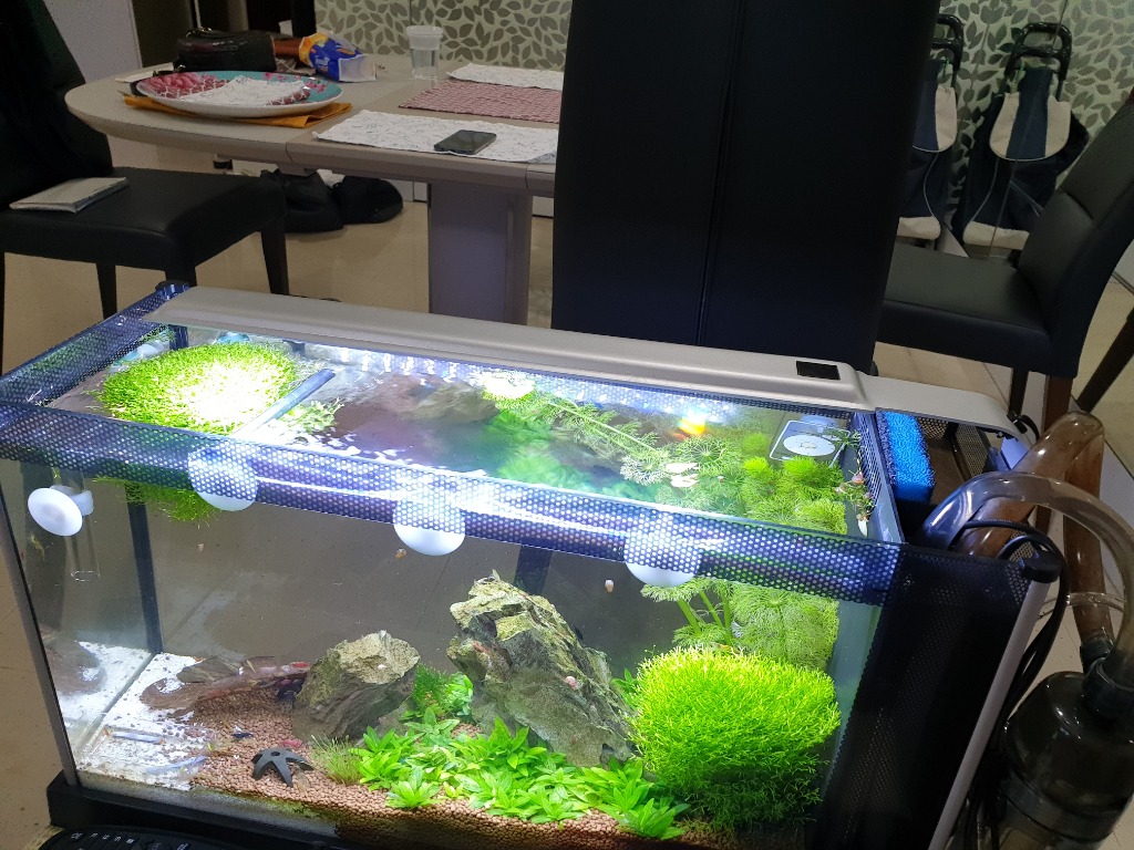 Fluval Spec 19L Light Unit, Pet Supplies, Homes & Other Pet Accessories ...