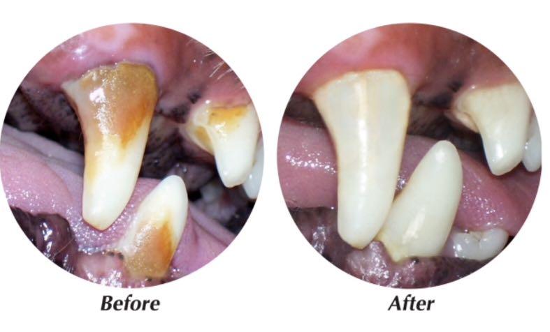 How To Stop Dogs Teeth From Rotting