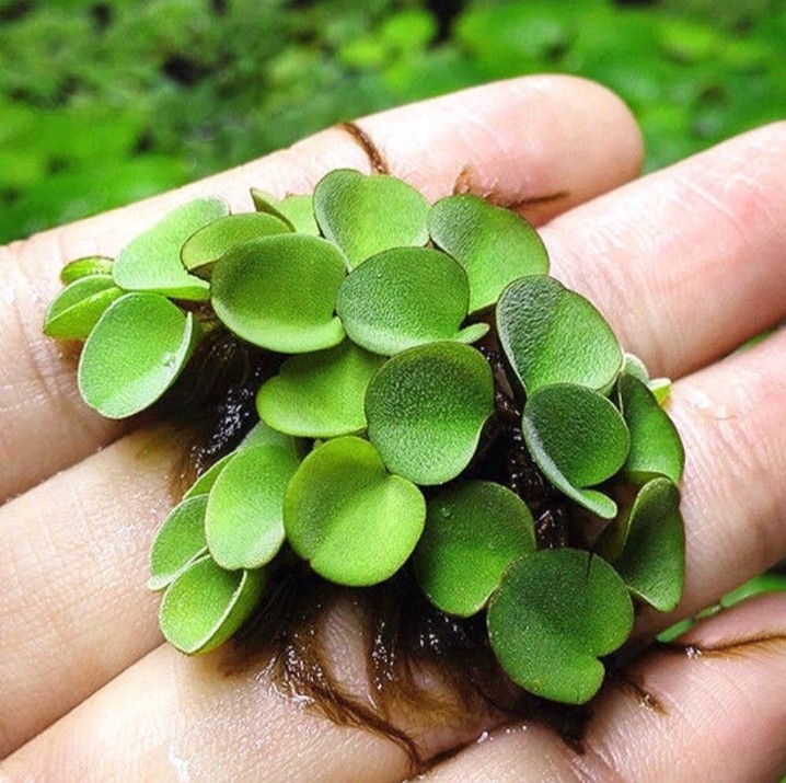 Water Spangles/Floating Fern/Floating Plant/Pokok Air, Furniture & Home ...