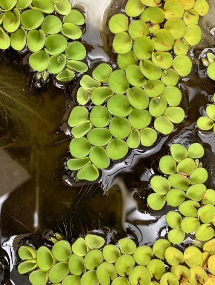 Water Spangles/Floating Fern/Floating Plant/Pokok Air, Furniture & Home ...