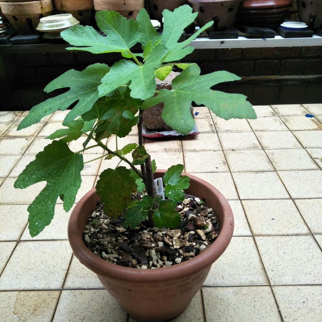 Fig plants Masui Dauphine marcotted potted popular big fruits ...