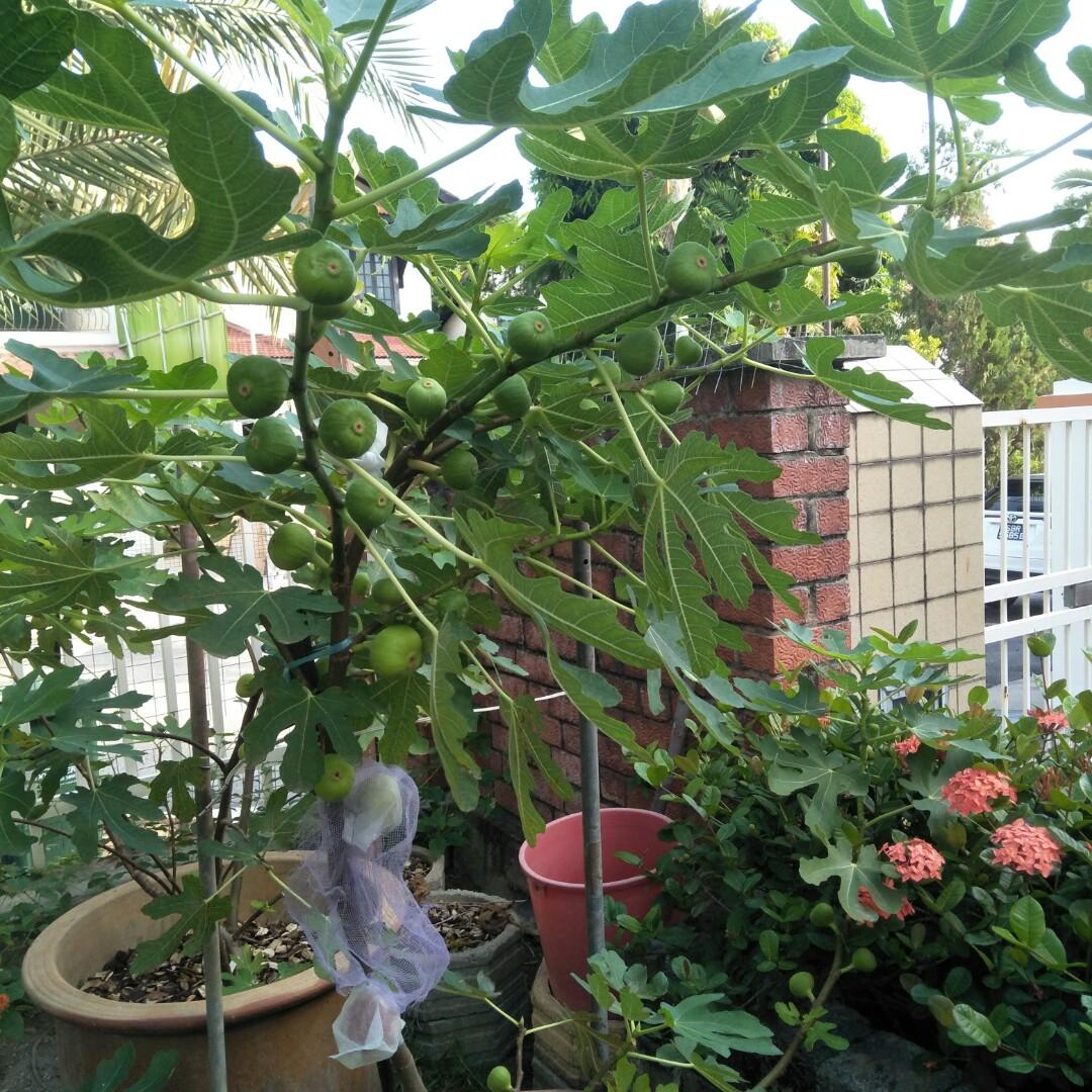 Fig plants Masui Dauphine marcotted potted popular big fruits ...