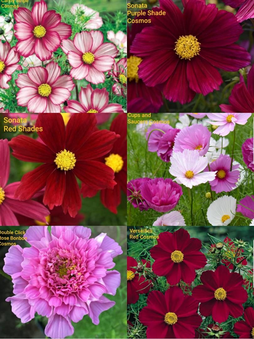 Unique cosmos seeds *high germination rate*, Furniture & Home Living ...