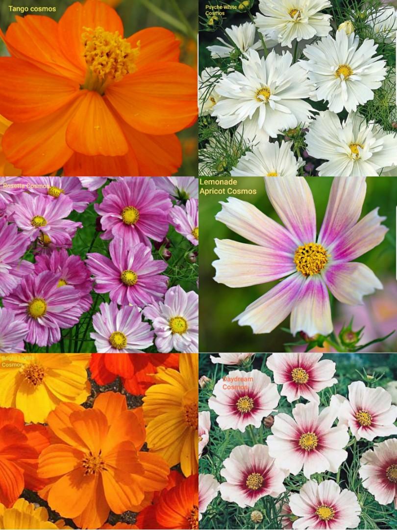 Unique cosmos seeds *high germination rate*, Furniture & Home Living ...