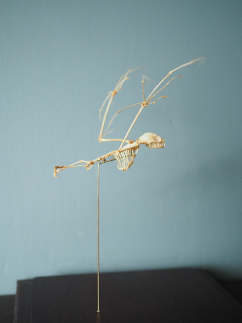 Articulated Flying Bat Skeleton Taxidermy in Teak Glass Case, Hobbies ...