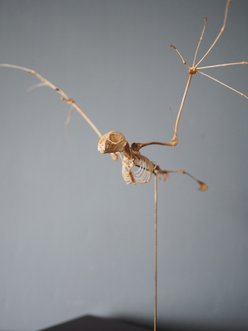 Articulated Flying Bat Skeleton Taxidermy in Teak Glass Case, Hobbies ...