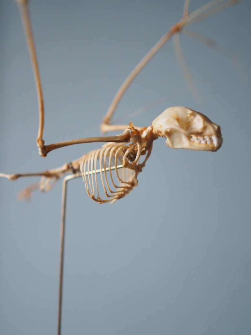 Articulated Flying Bat Skeleton Taxidermy in Teak Glass Case, Hobbies ...