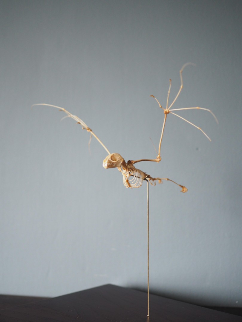 Articulated Flying Bat Skeleton Taxidermy in Teak Glass Case, Hobbies ...